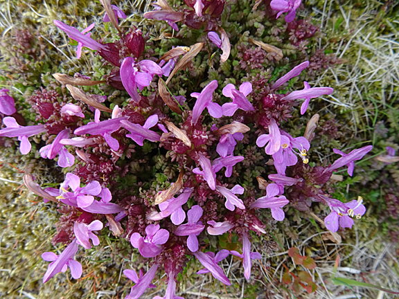 Wild Essex species: marsh lousewort