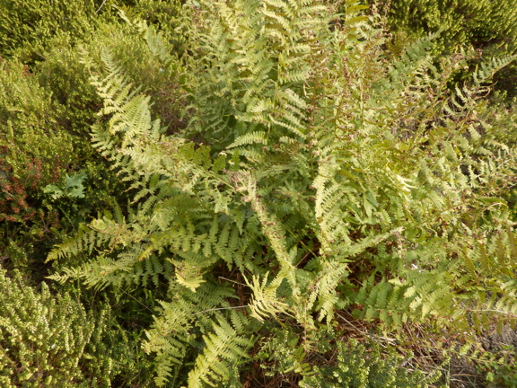 Wild Essex species: male fern