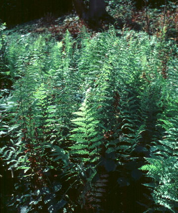 Wild Essex species: marsh fern
