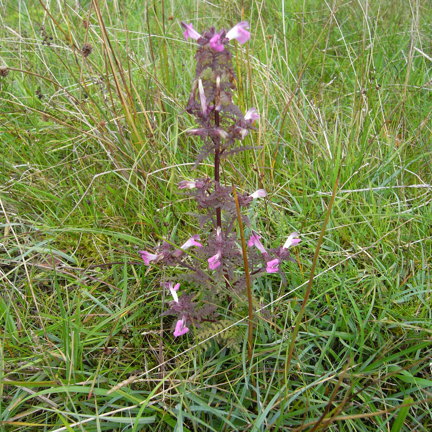 Wild Essex species: marsh lousewort