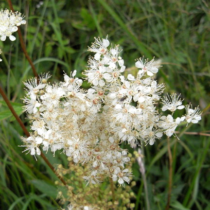 Wild Essex species: meadowsweet