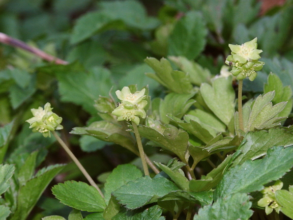 Wild Essex species: moschatel