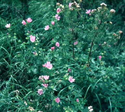 Wild Essex species: musk mallow