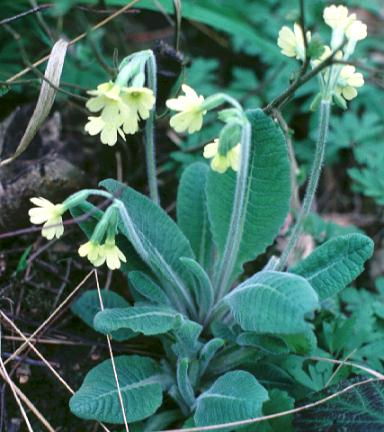 Wild Essex species: oxlip