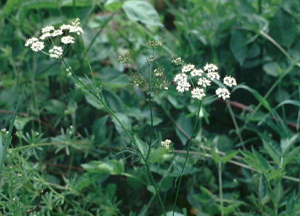 Wild Essex species: pignut