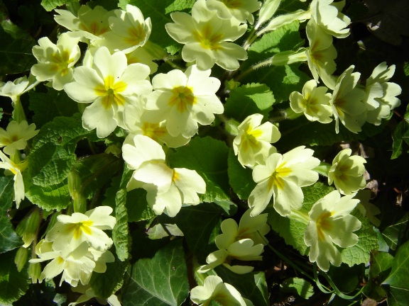 Wild Essex species: primrose