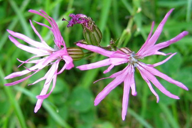 Wild Essex species: ragged robin