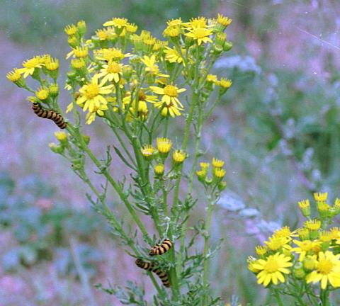 Wild Essex species: common ragwort