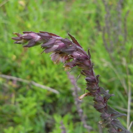 Wild Essex species: red bartsia