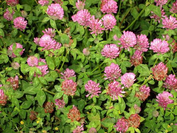 Wild Essex species: red clover