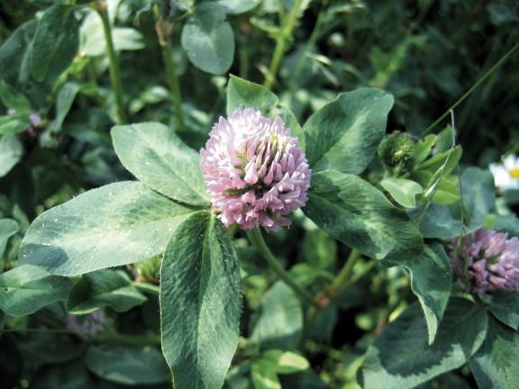 Wild Essex species: red clover