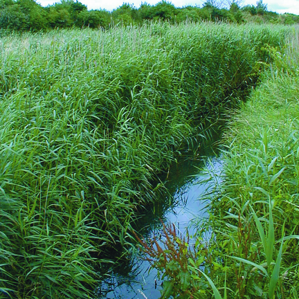 Wild Essex species: common reed