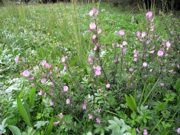 Wild Essex species: restharrow