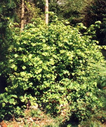Wild Essex species: small-leaved lime