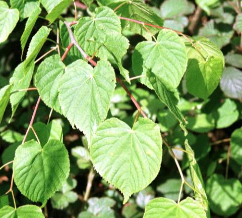 Wild Essex species: small-leaved lime