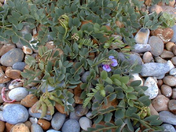 Wild Essex species: sea pea