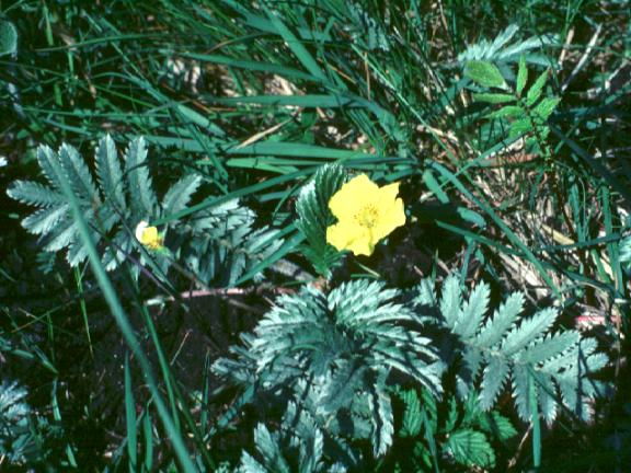 Wild Essex species: silverweed