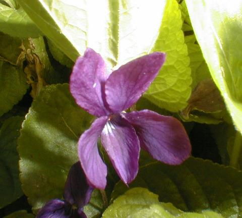 Wild Essex species: sweet violet