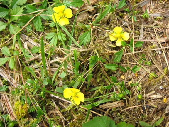 Wild Essex species: tormentil