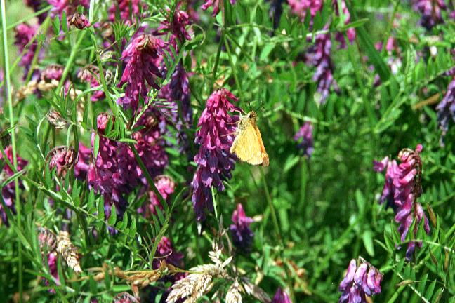 Wild Essex species: tufted vetch