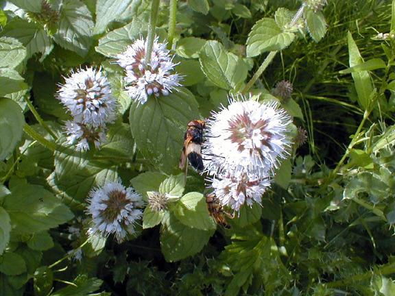 Wild Essex species: water mint