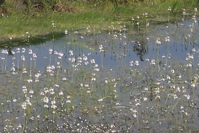 Wild Essex species: water violet