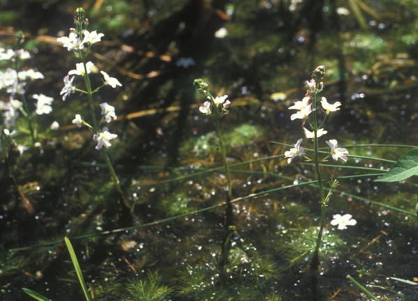 Wild Essex species: water violet