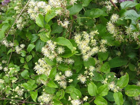 Wild Essex species: white bryony