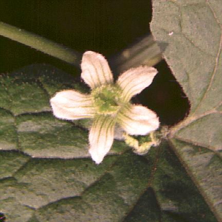 Wild Essex species: white bryony