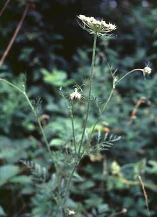 Wild Essex species: wild carrot