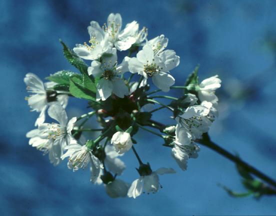 Wild Essex species: wild cherry