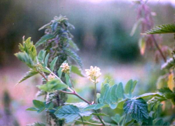 Wild Essex species: wild liquorice