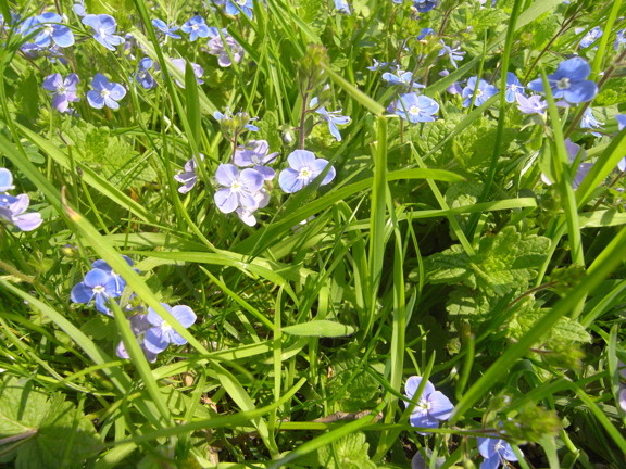Wild Essex species: wood speedwell