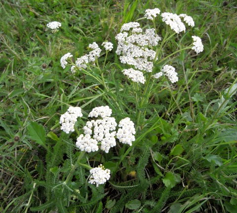 Wild Essex species: yarrow
