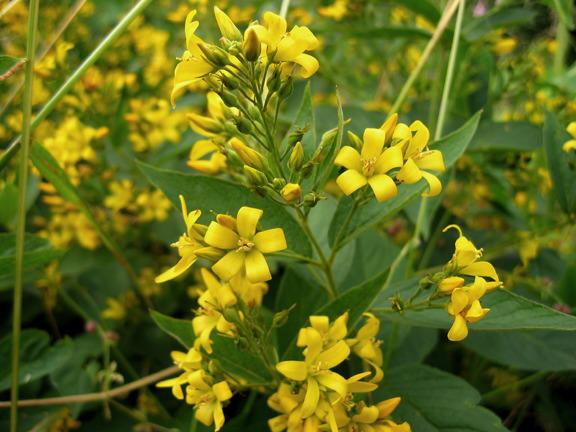 Wild Essex species: yellow loosestrife