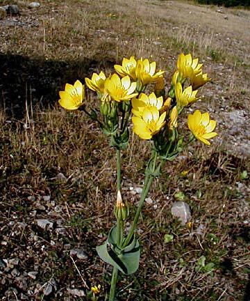 Wild Essex species: yellow wort