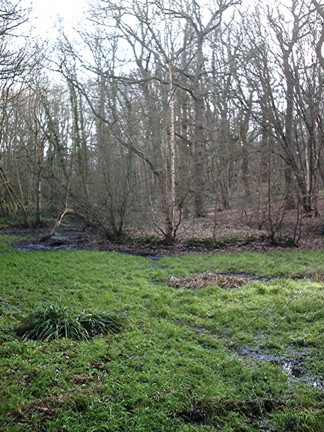 Wild Essex site profile: Coombe Wood