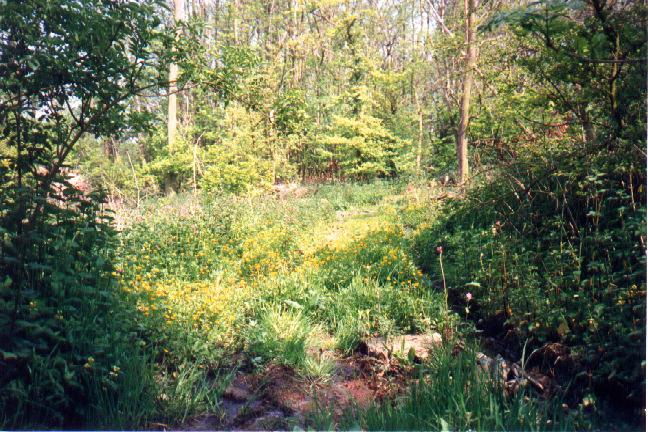 Wild Essex site profile: Copperas Wood