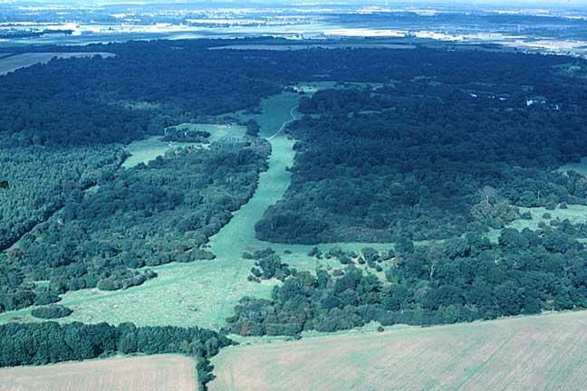Wild Essex site profile: Hatfield Forest