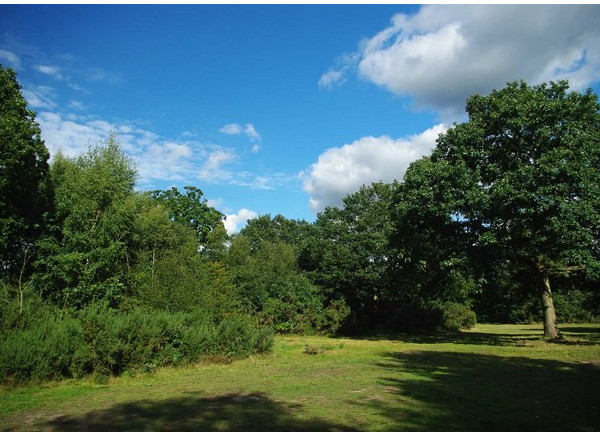 Wild Essex site profile: Thundersley Common