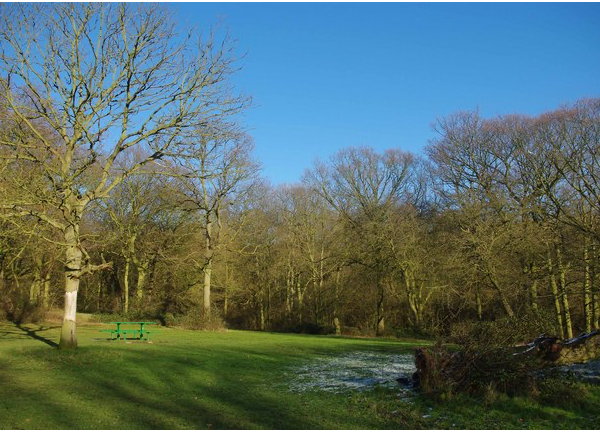 Wild Essex site profile: Thundersley Glen